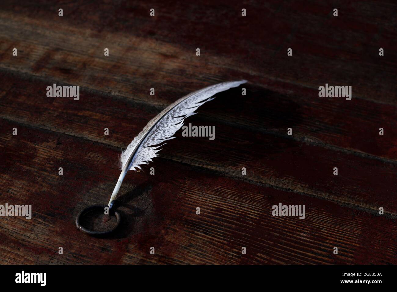A goose feather on an aged antique dark old wood background. Quill pen ...