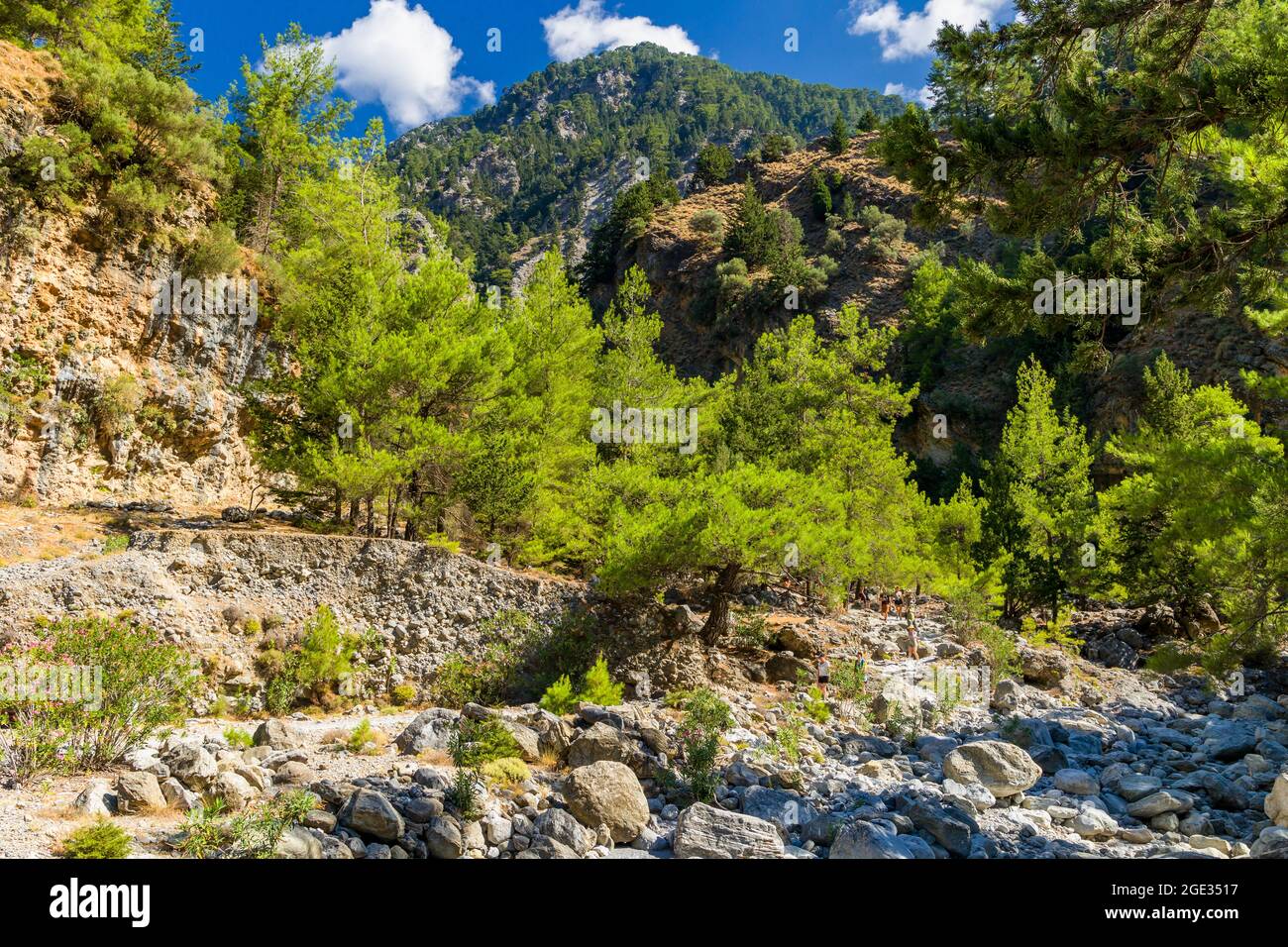 Beautiful pine trees and towering cliffs in a huge natural canyon ...