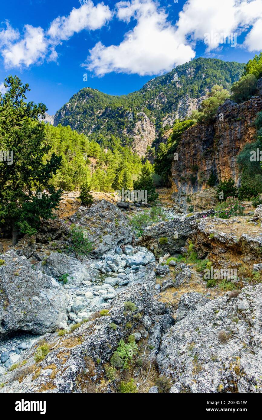 Beautiful pine trees and towering cliffs in a huge natural canyon ...