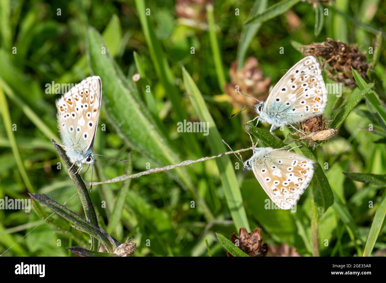 Insects of grassland hi-res stock photography and images - Alamy