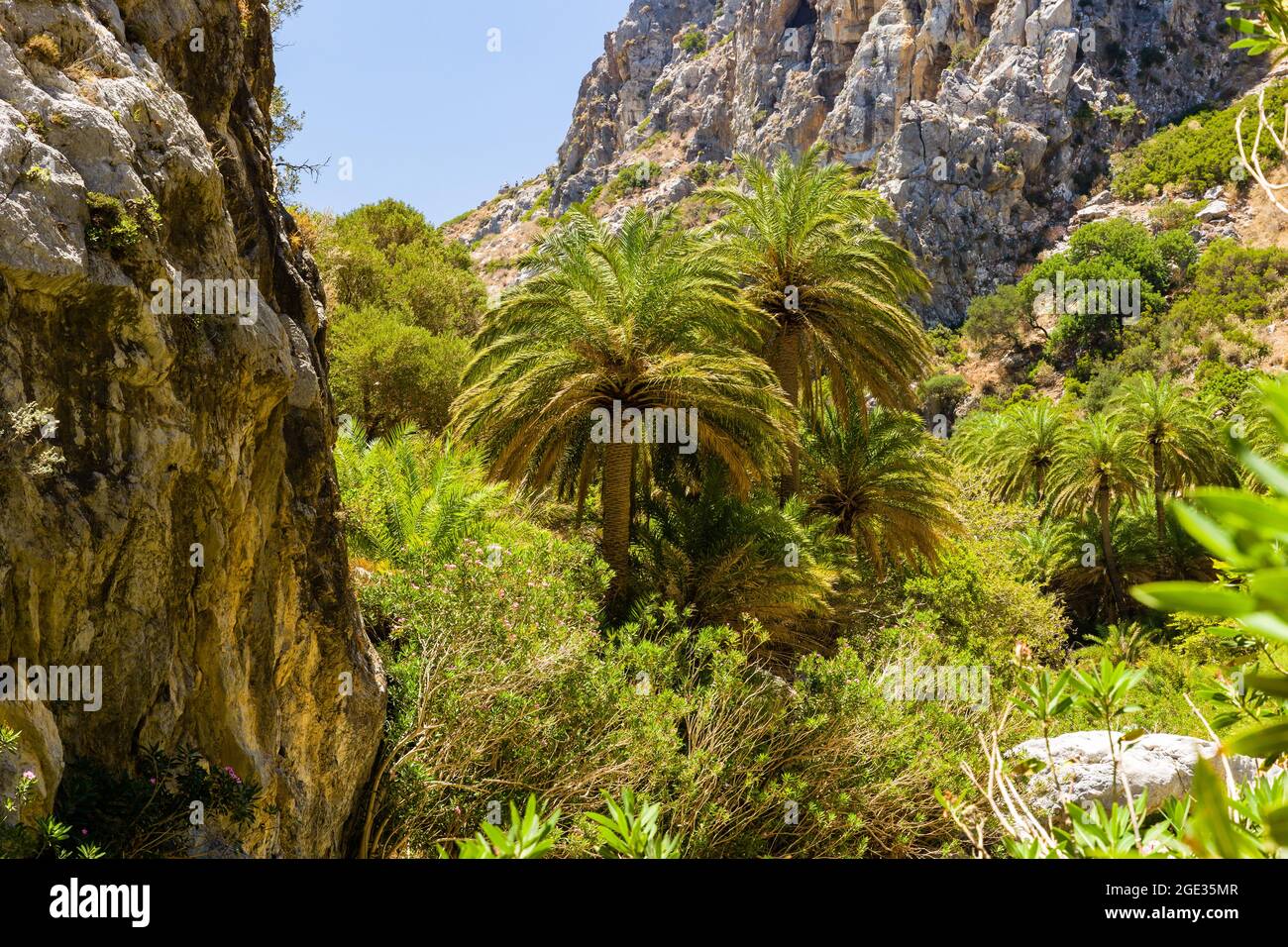 Lush palm forest and a small river leading to a sandy beach (Preveli ...