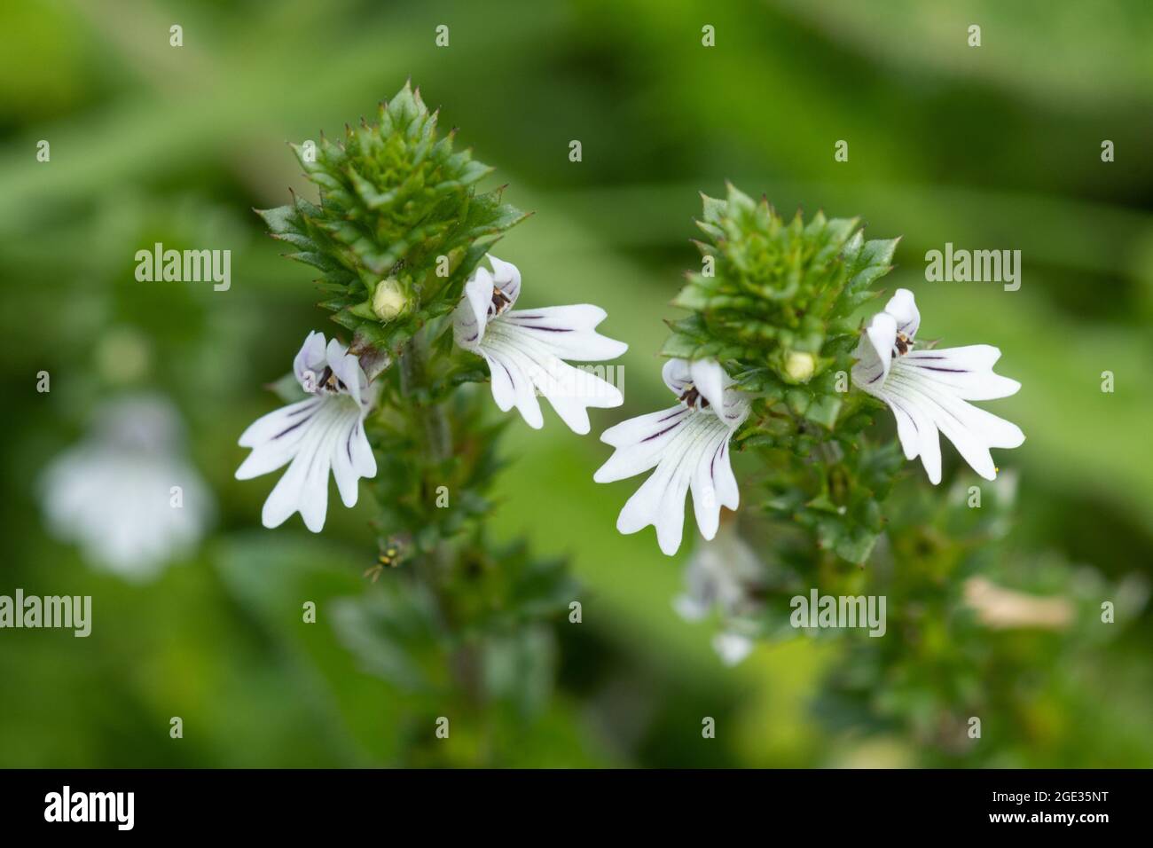 Eyebright (Euphrasia officinalis), a small white wildflower with purple ...