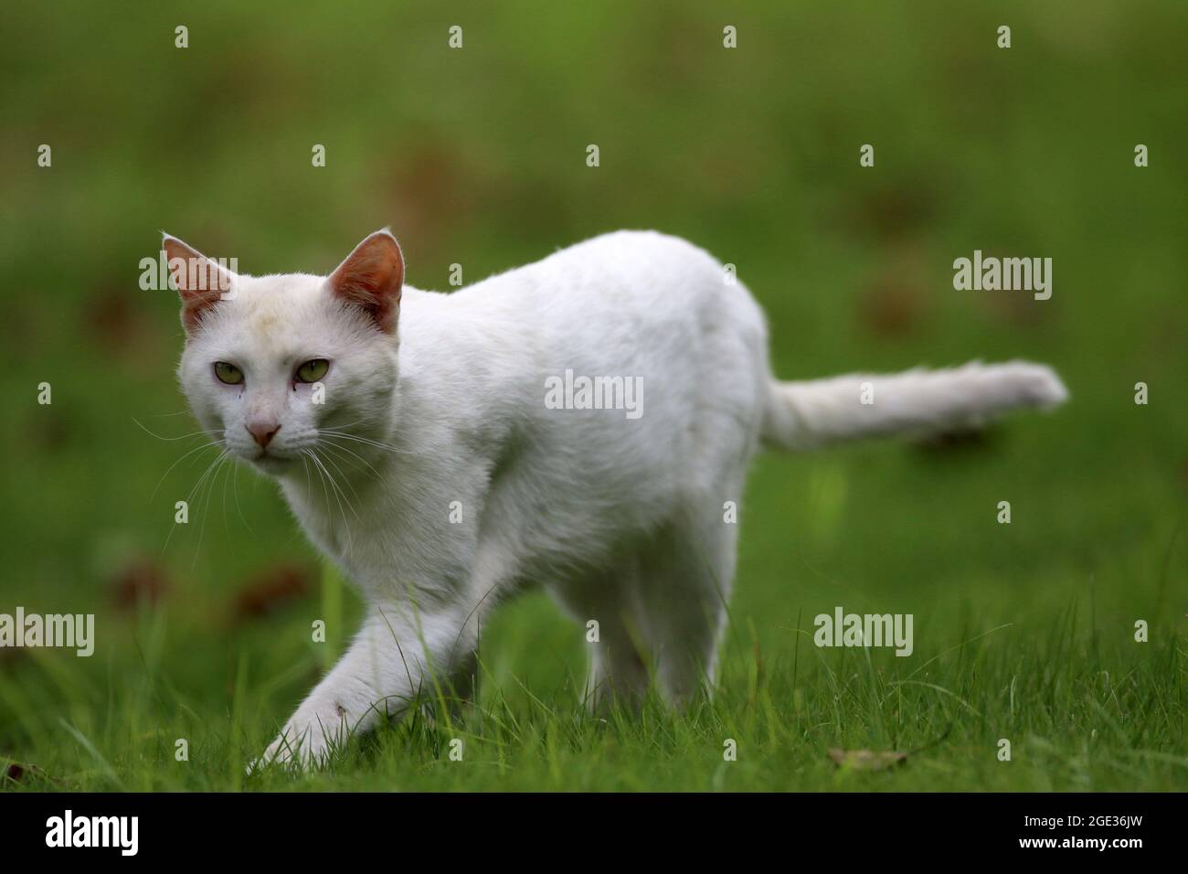 Huaian, Huaian, China. 16th Aug, 2021. On August 15, 2021, a group of ...