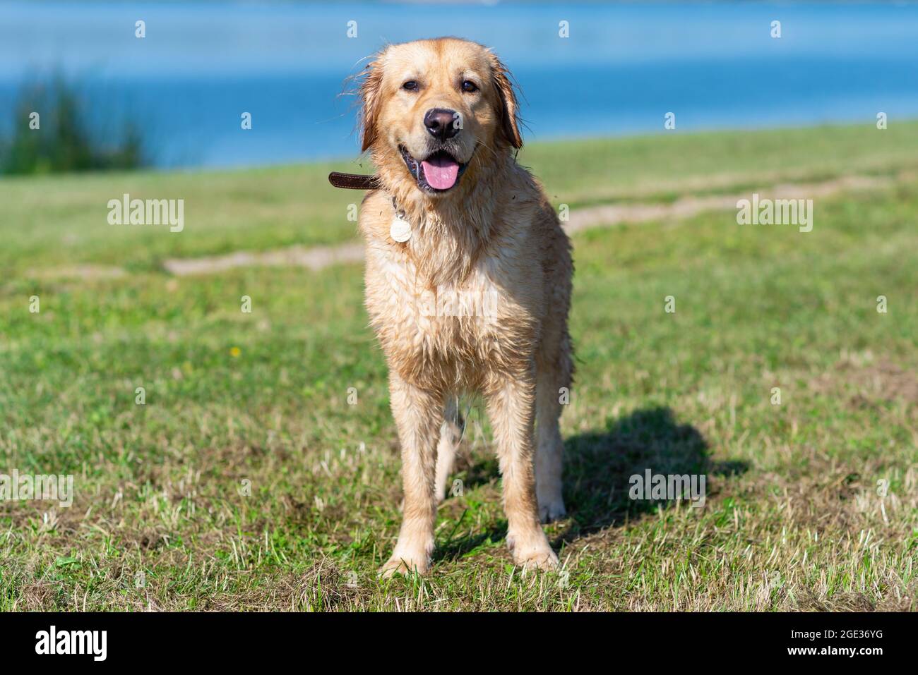 Wet Golden labrador dog staying near the water.Very happy Labrador ...