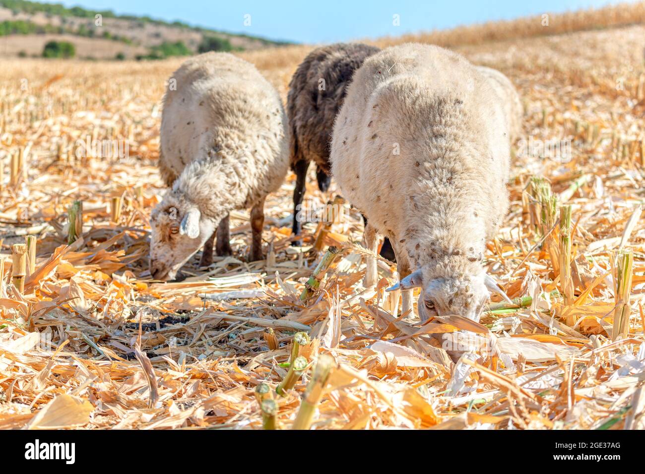 Harvesting by animals hi-res stock photography and images - Alamy