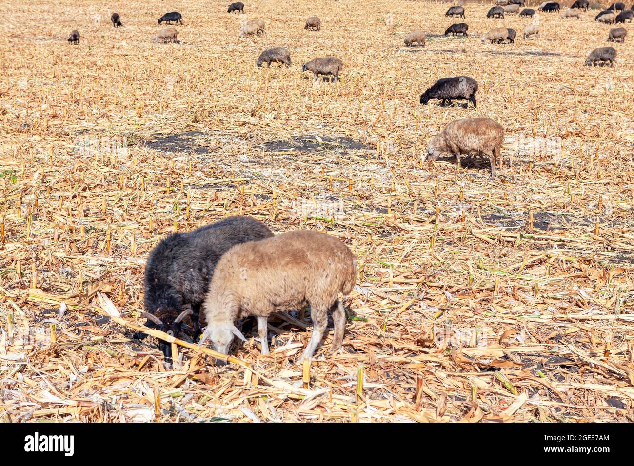 Farm animals on the cornfield . Flock of sheep on the agricultural ...