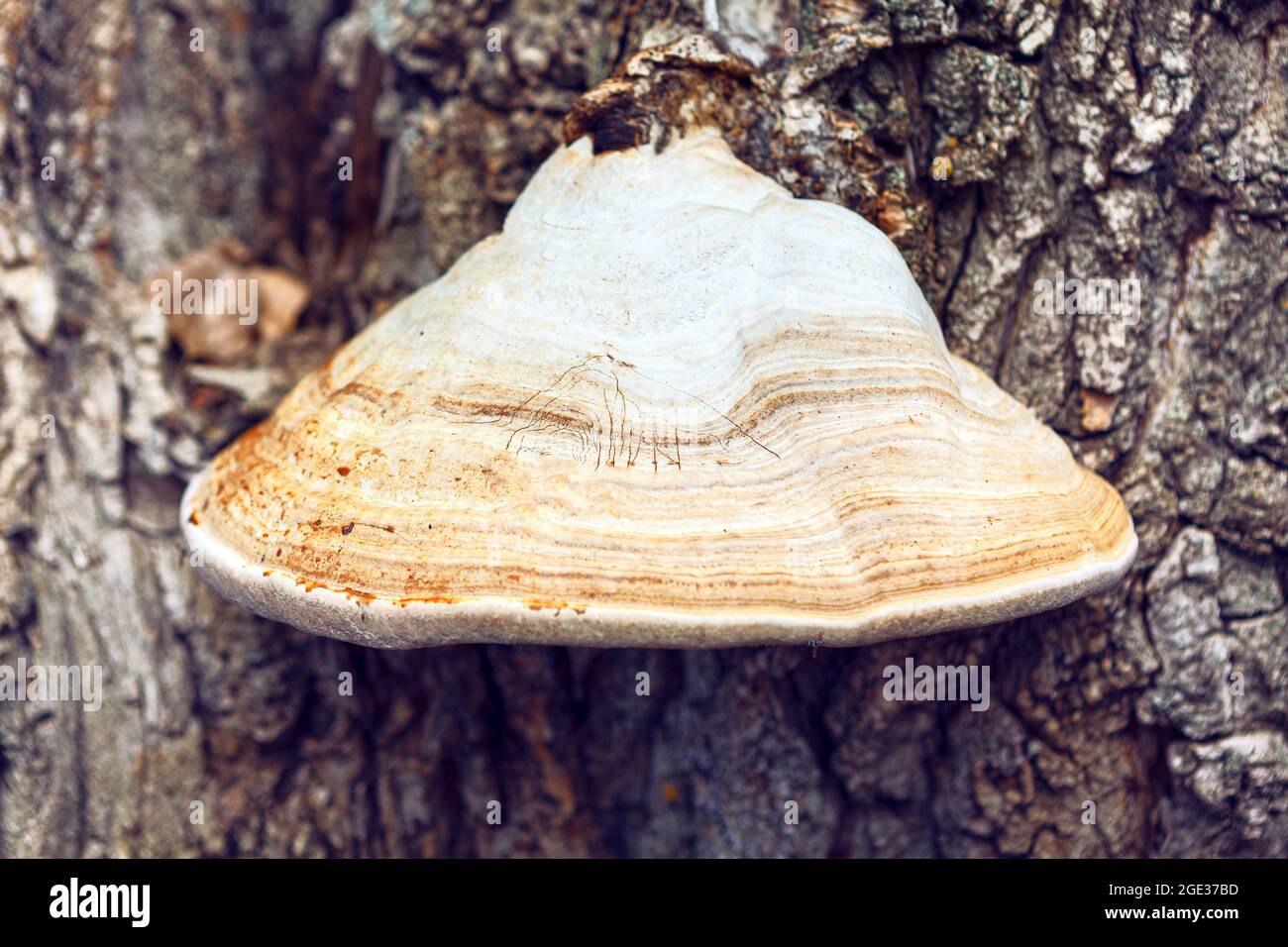 Tree Bracket Fungus . Fungi that growing on the bark of living trees ...