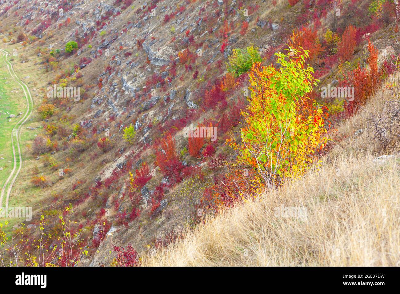 Autumn scenery with tree on the hill . Spectacular fall nature ...