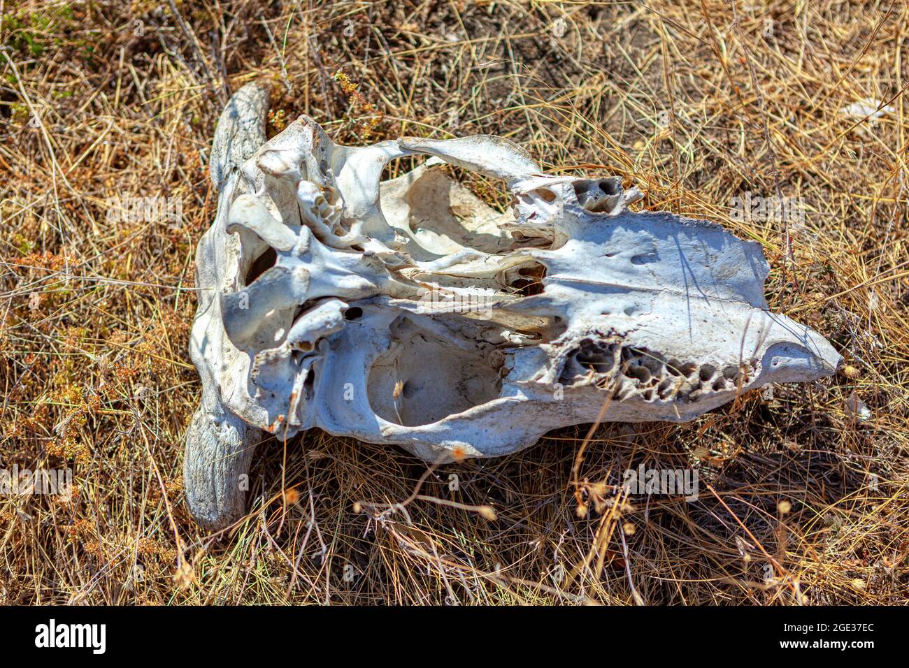 Dead cow drought hi-res stock photography and images - Alamy