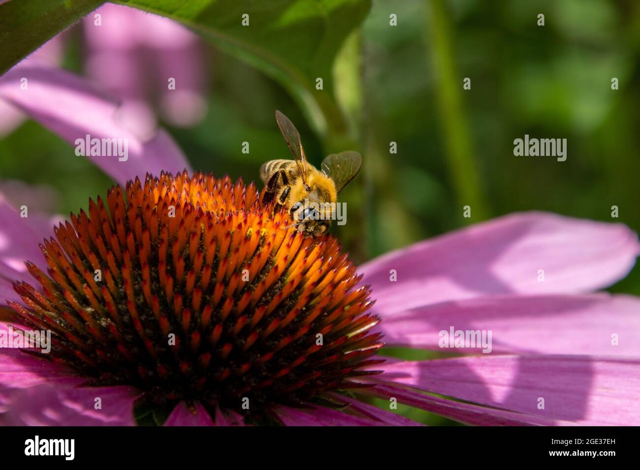 Honey bee sitting on the Eastern purple coneflower. Beauty insect ...