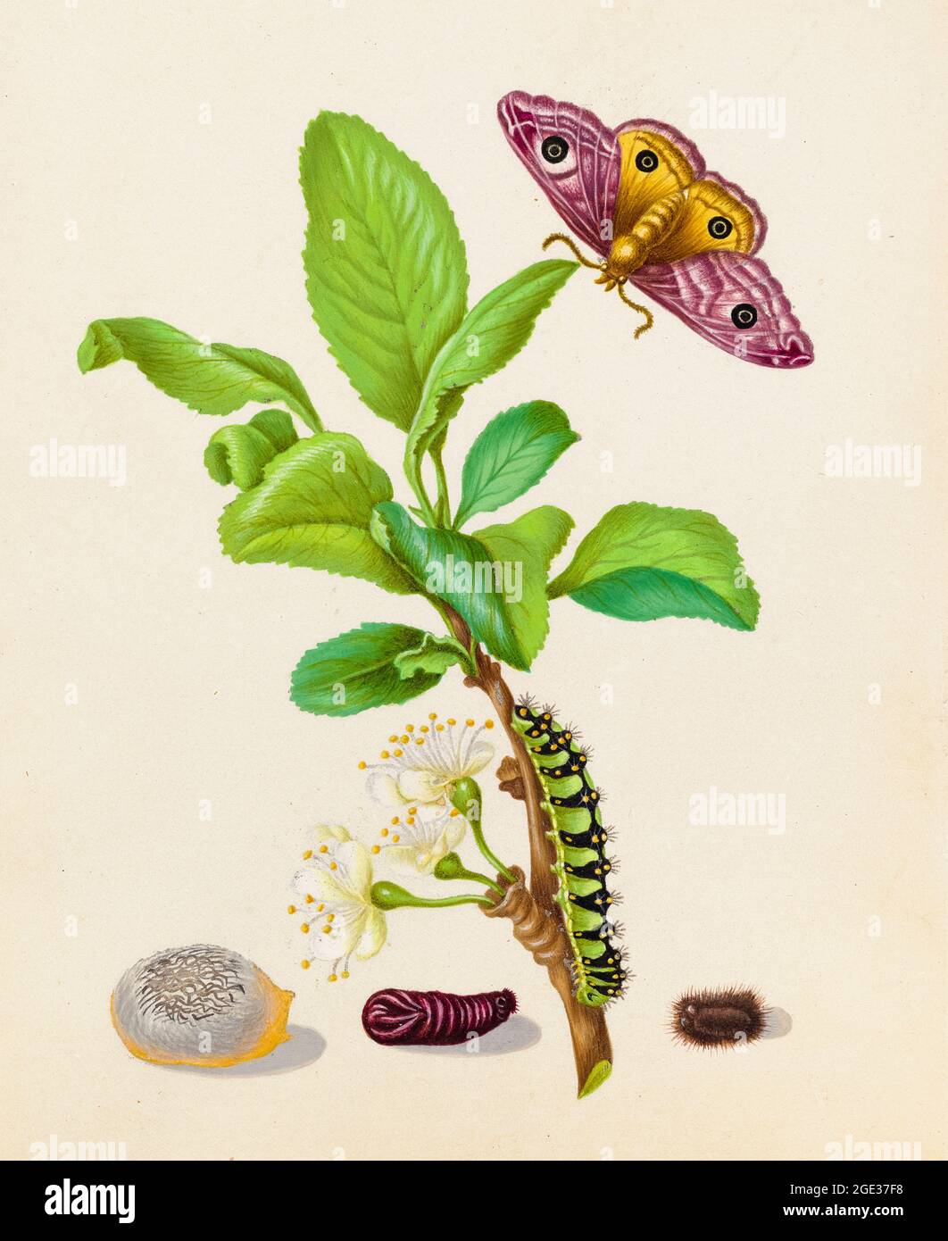 17th century illustration hi-res stock photography and images - Alamy