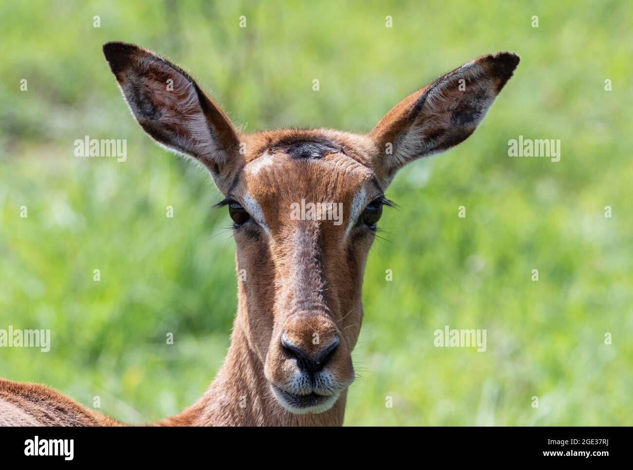 Closeup of a female Impala's face in Southern African savannah Stock ...