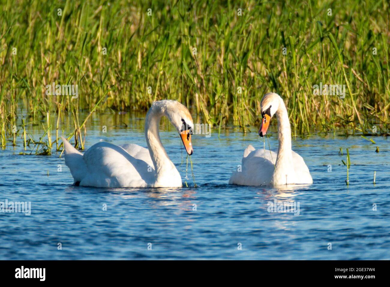 Swans feeding on grass hi-res stock photography and images - Alamy