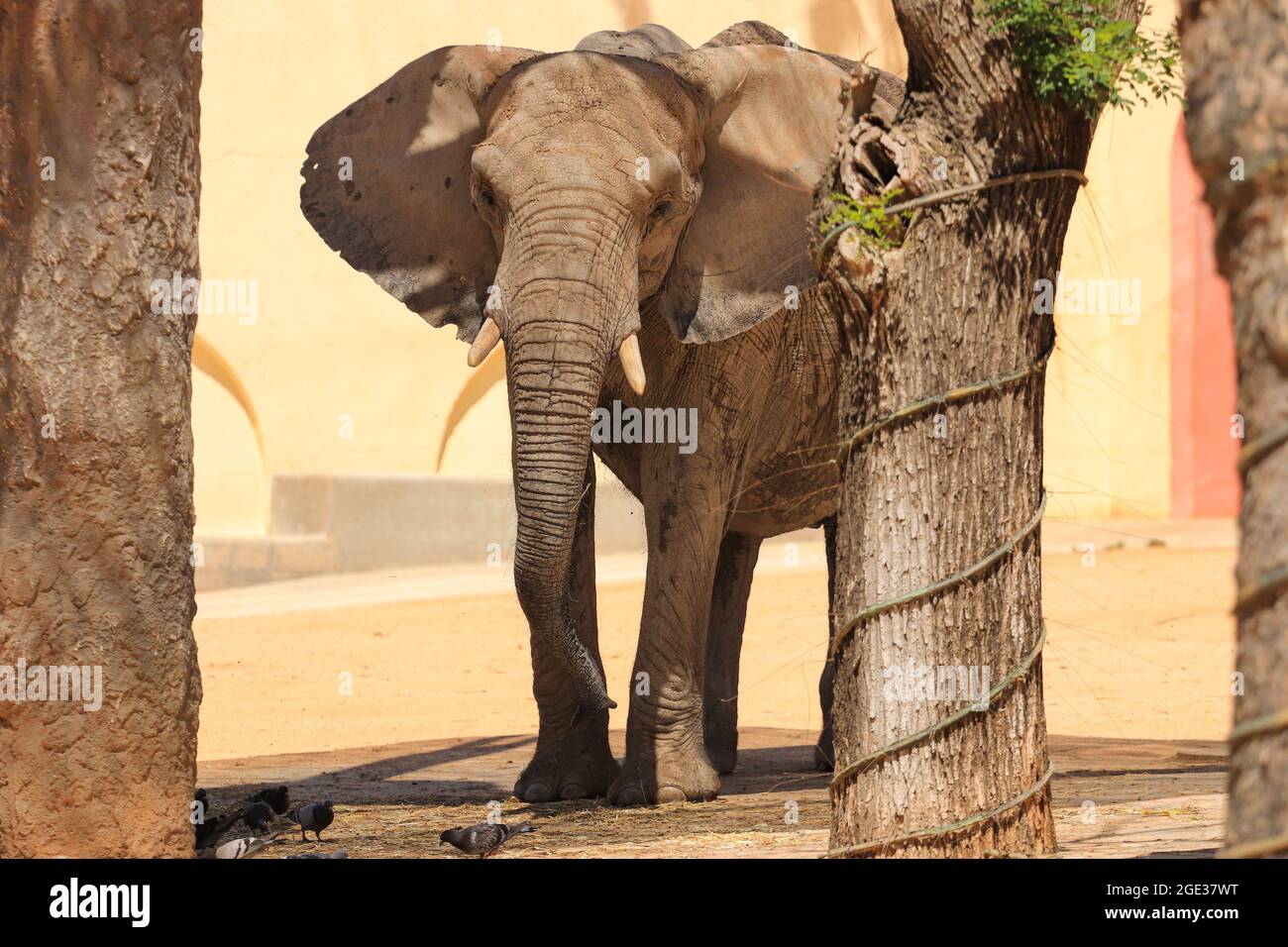 African elephant behind a tree Stock Photo - Alamy