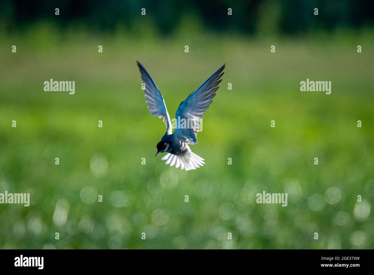 Tern white winged - hunting Stock Photo - Alamy