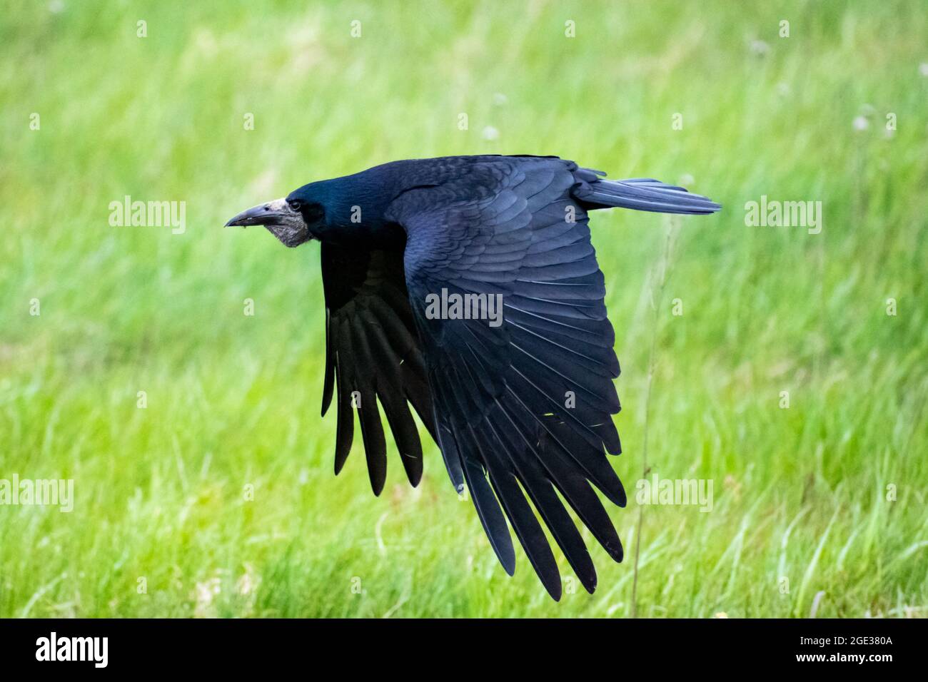 Rook flying over the meadow. Black bird Stock Photo - Alamy