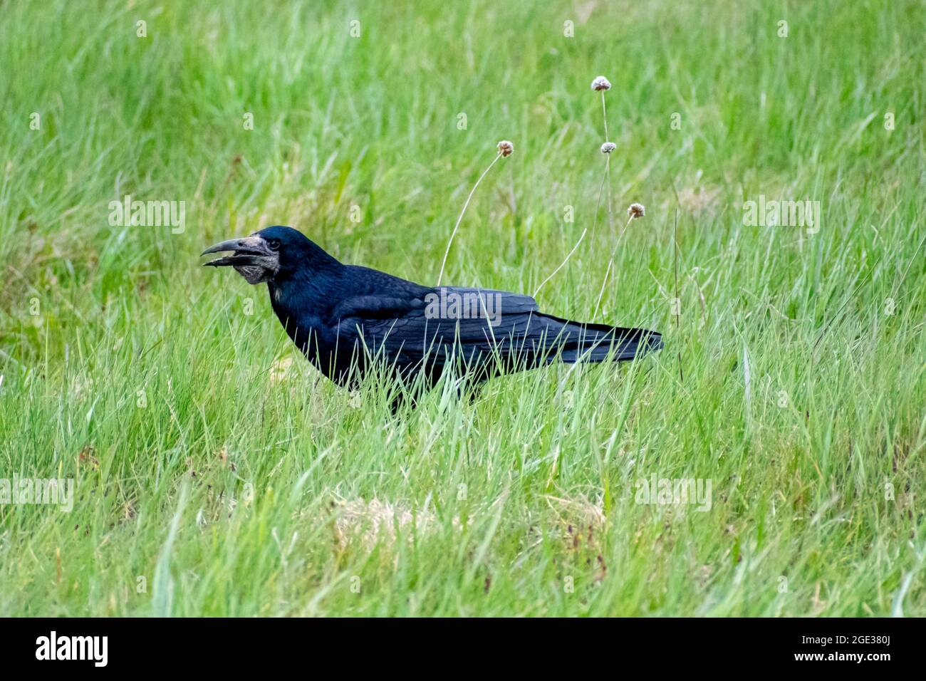Big Rook High Resolution Stock Photography and Images - Alamy