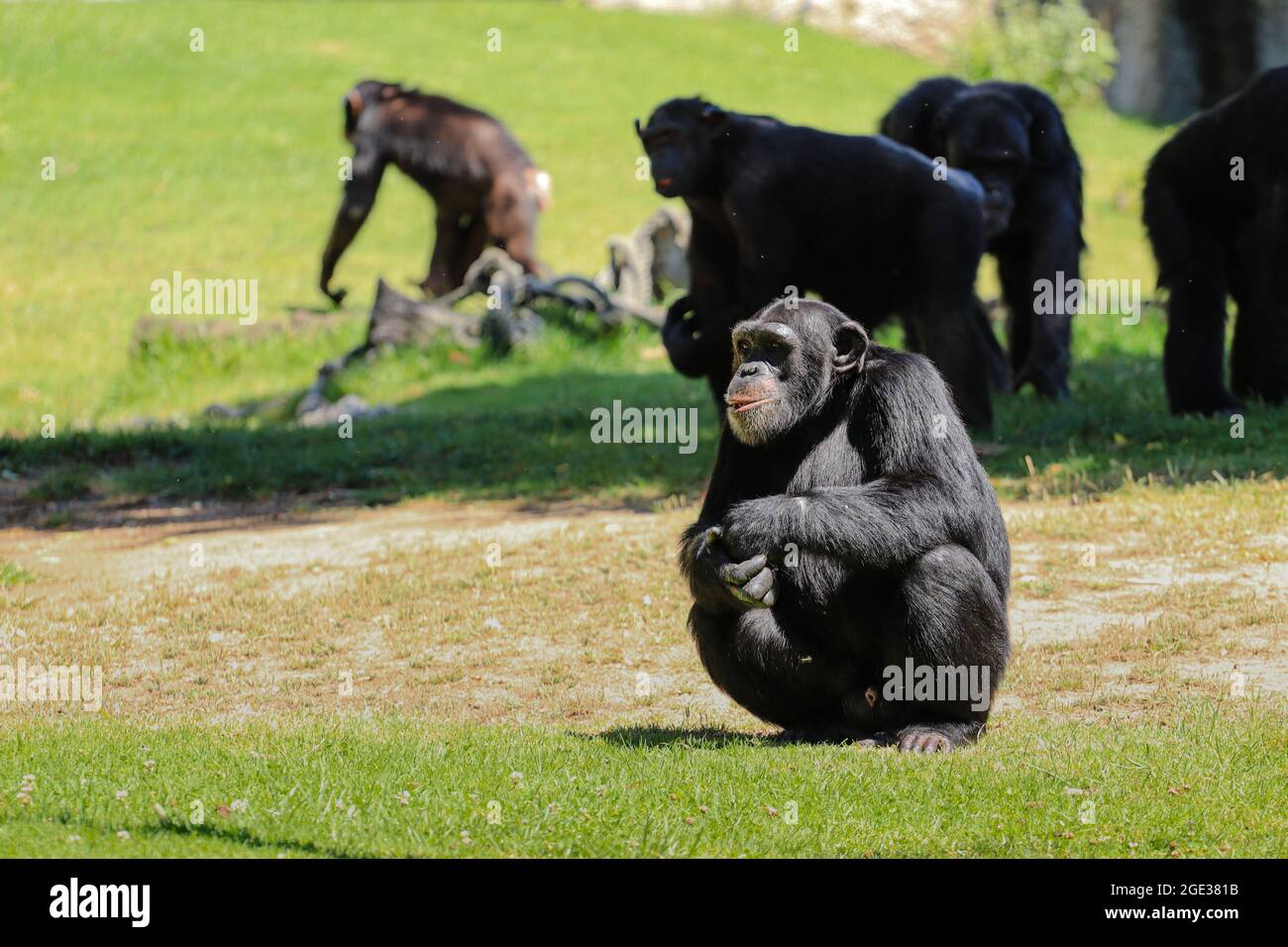 chimpanzee sitting on the grass Stock Photo - Alamy
