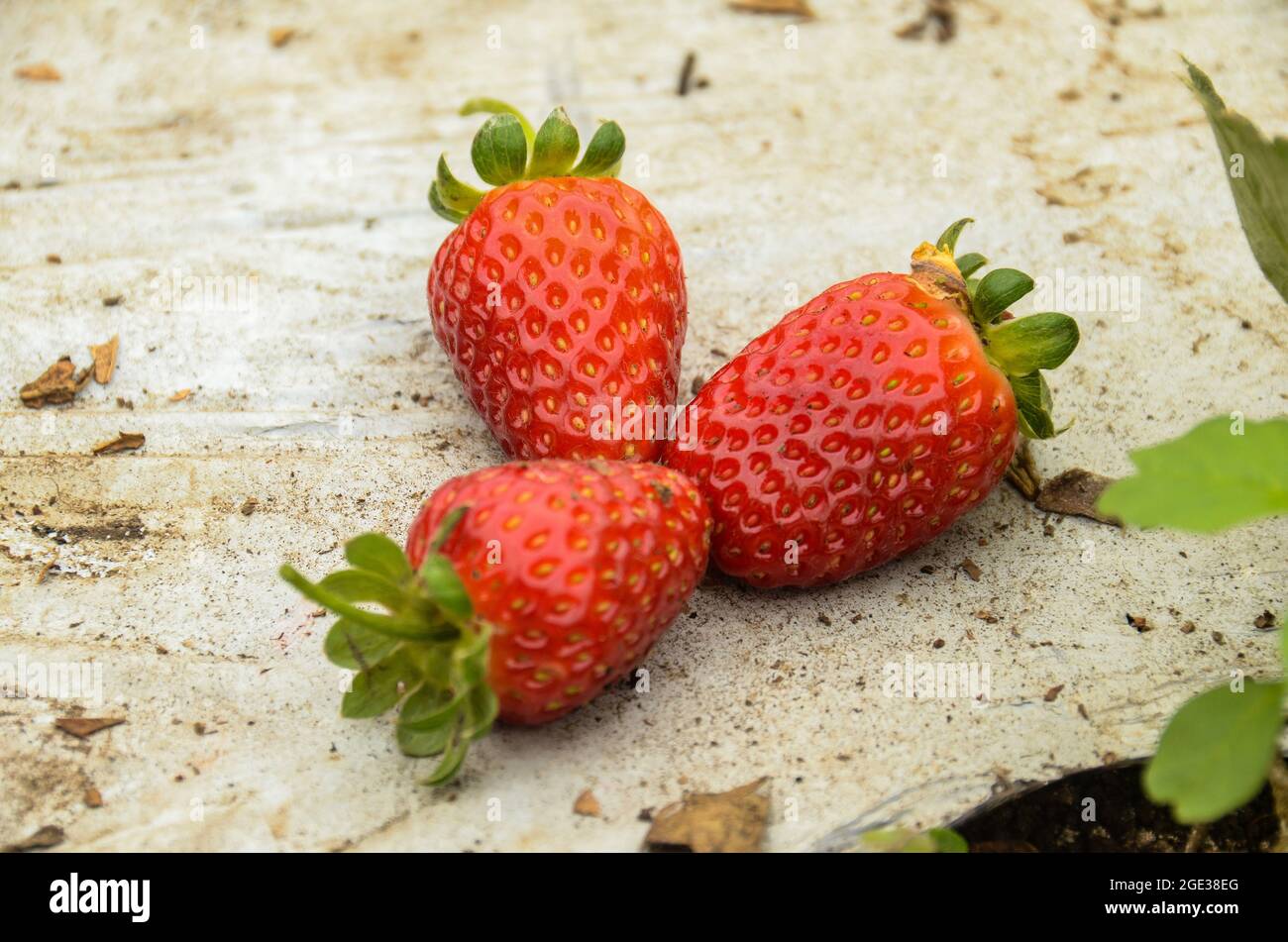 Dirty Fruit Pictures
