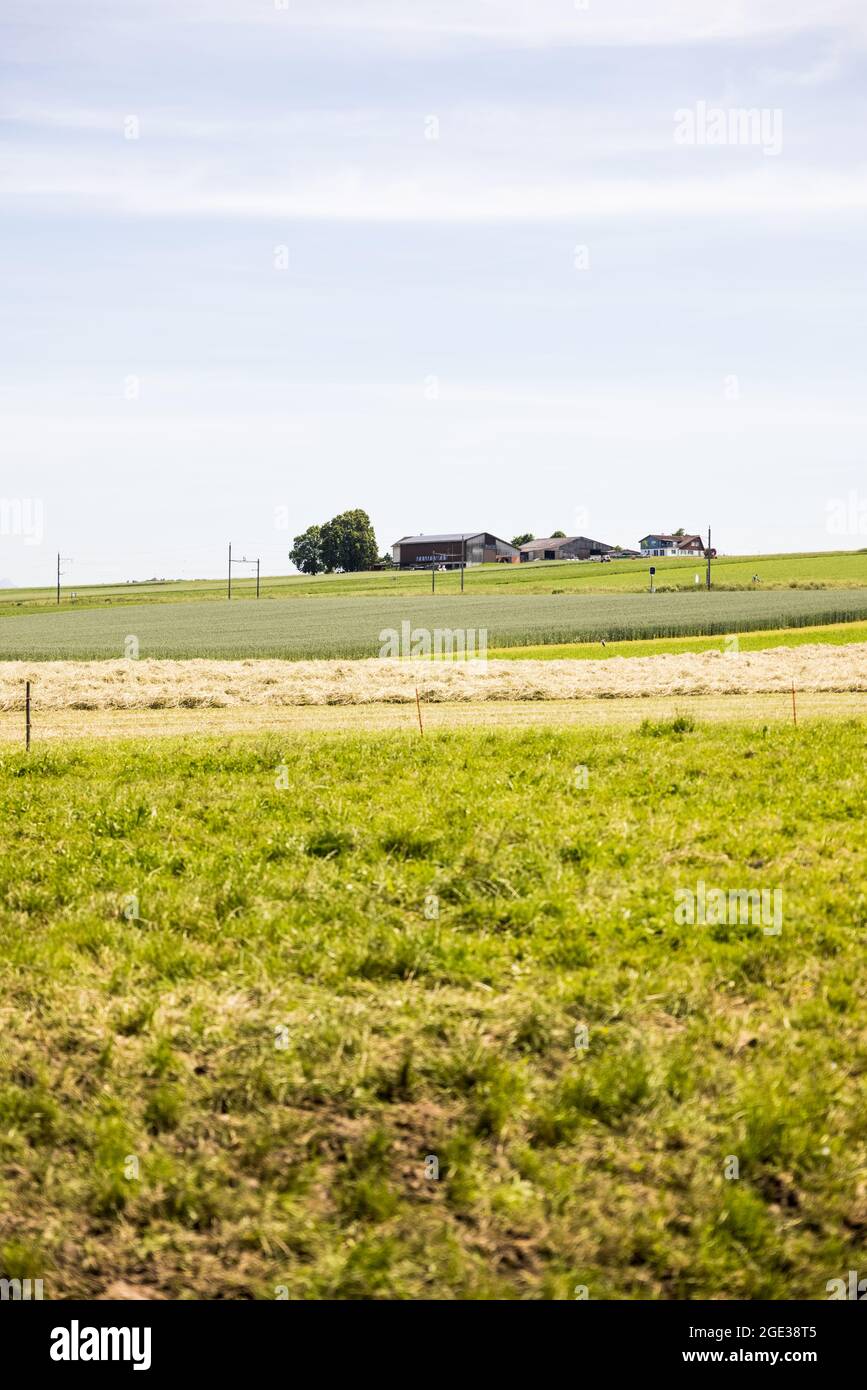 Grassy pasture field with small houses on the background Stock Photo ...