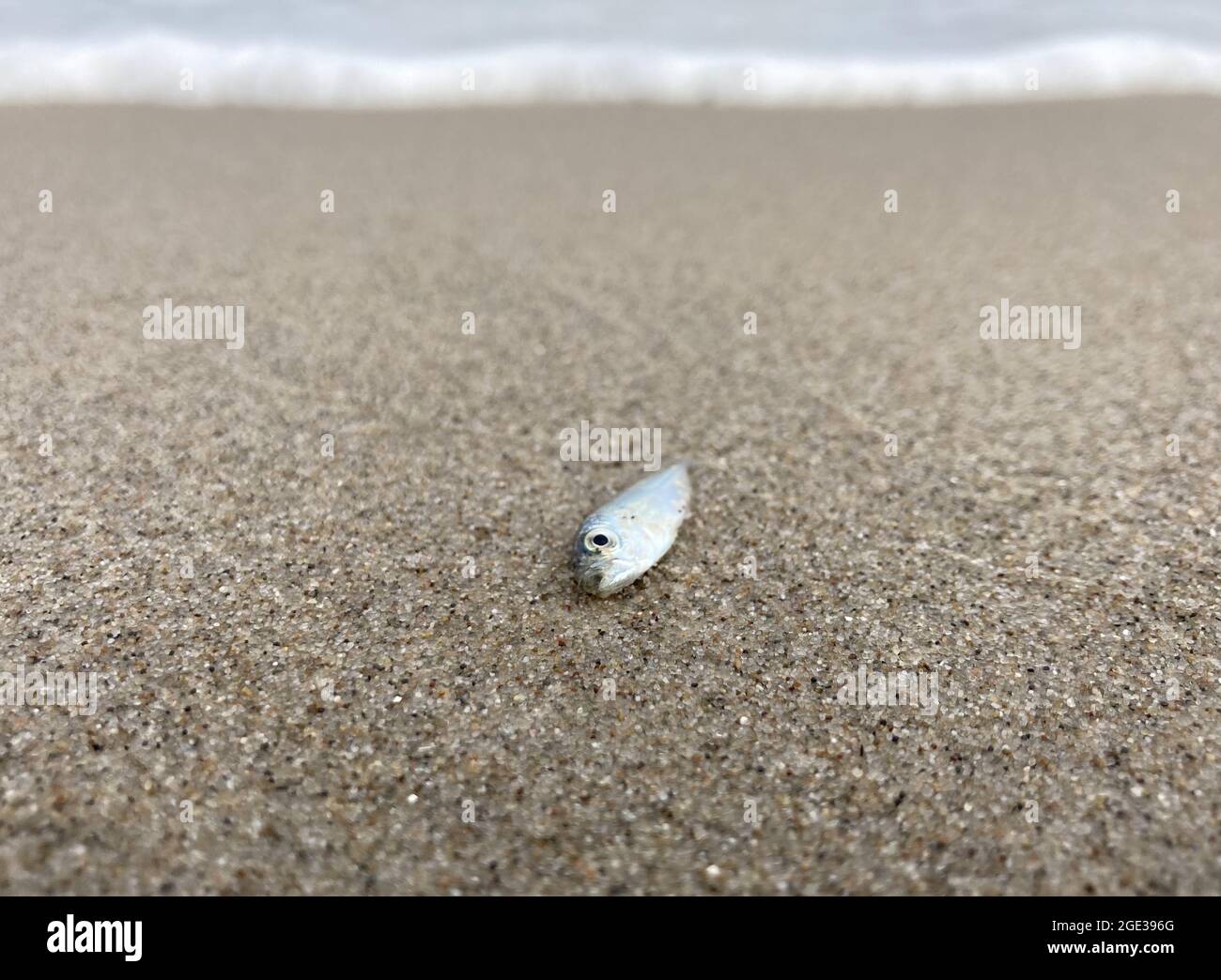 Selective of a small young mackerel fish washed ashore on beach Stock ...