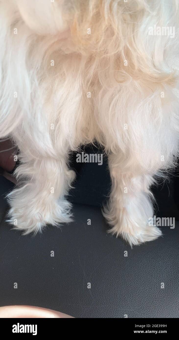 Closeup of the hind legs of a white furry Bichon dog Stock Photo - Alamy