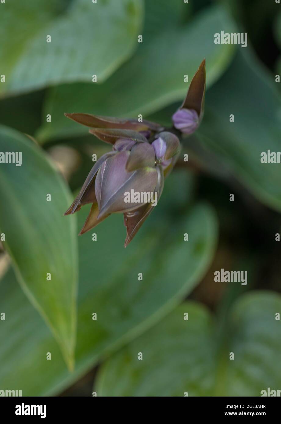 Hosta (Tardiana Group) ‘Halcyon’, plantain lily ‘Halcyon’, Hosta ...