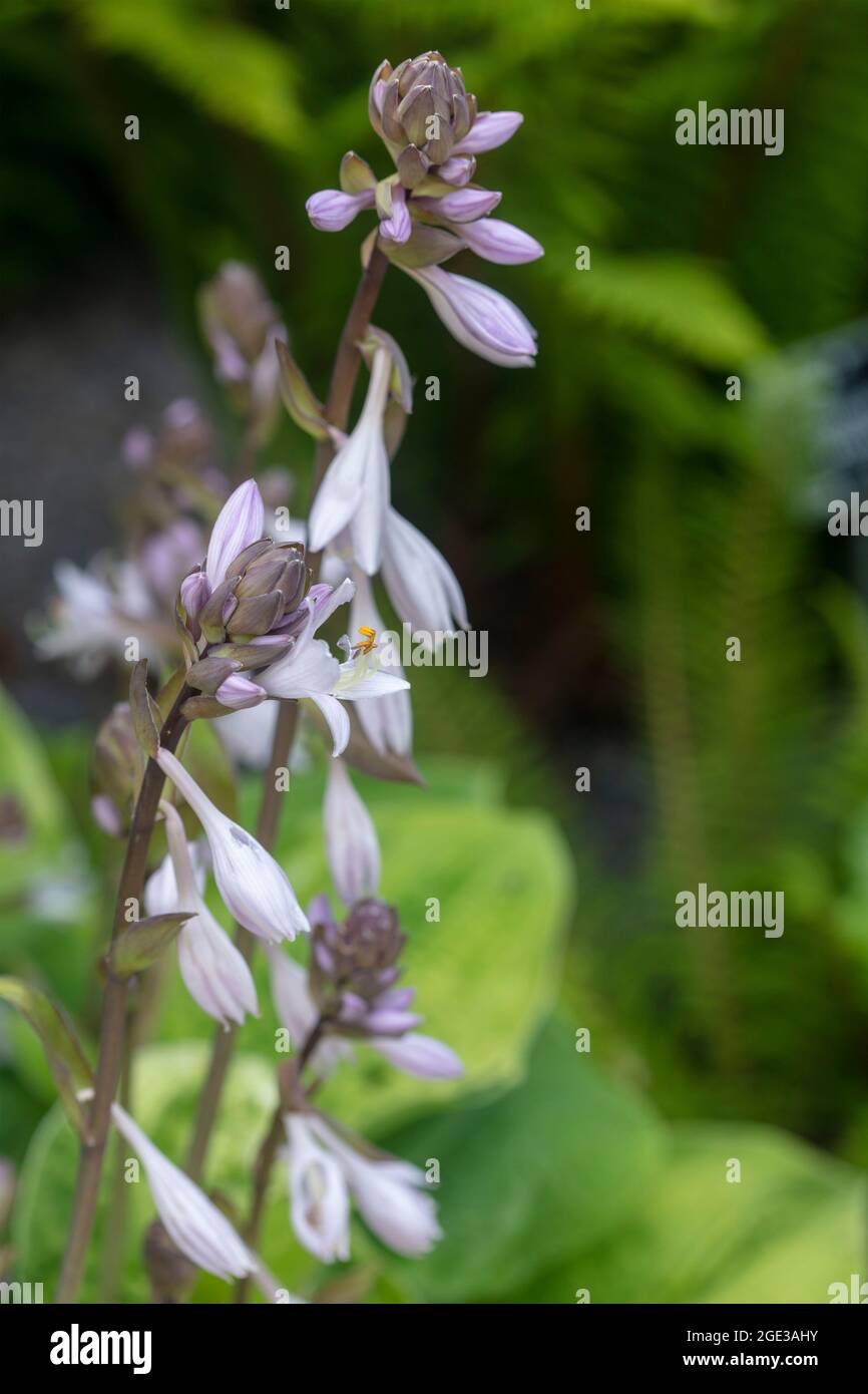 Hosta anatomy hi-res stock photography and images - Alamy
