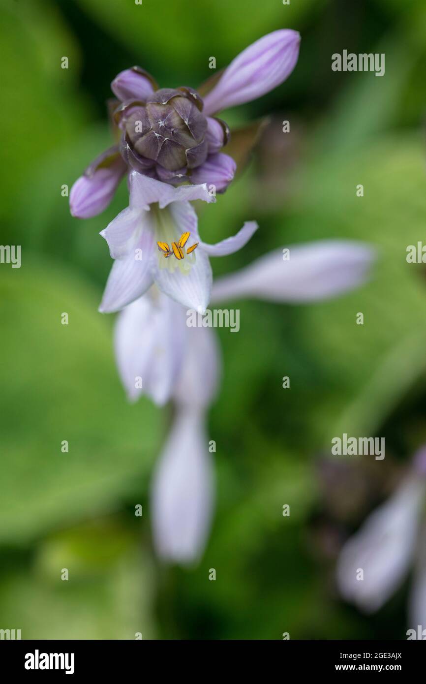 Hosta 'Wogon's Boy’, plantain lily Wogon's Boy flowers and foliage ...