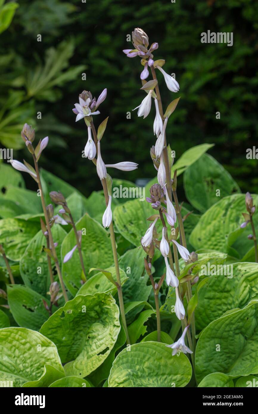Hosta 'Wogon's Boy’, plantain lily Wogon's Boy flowers and foliage ...