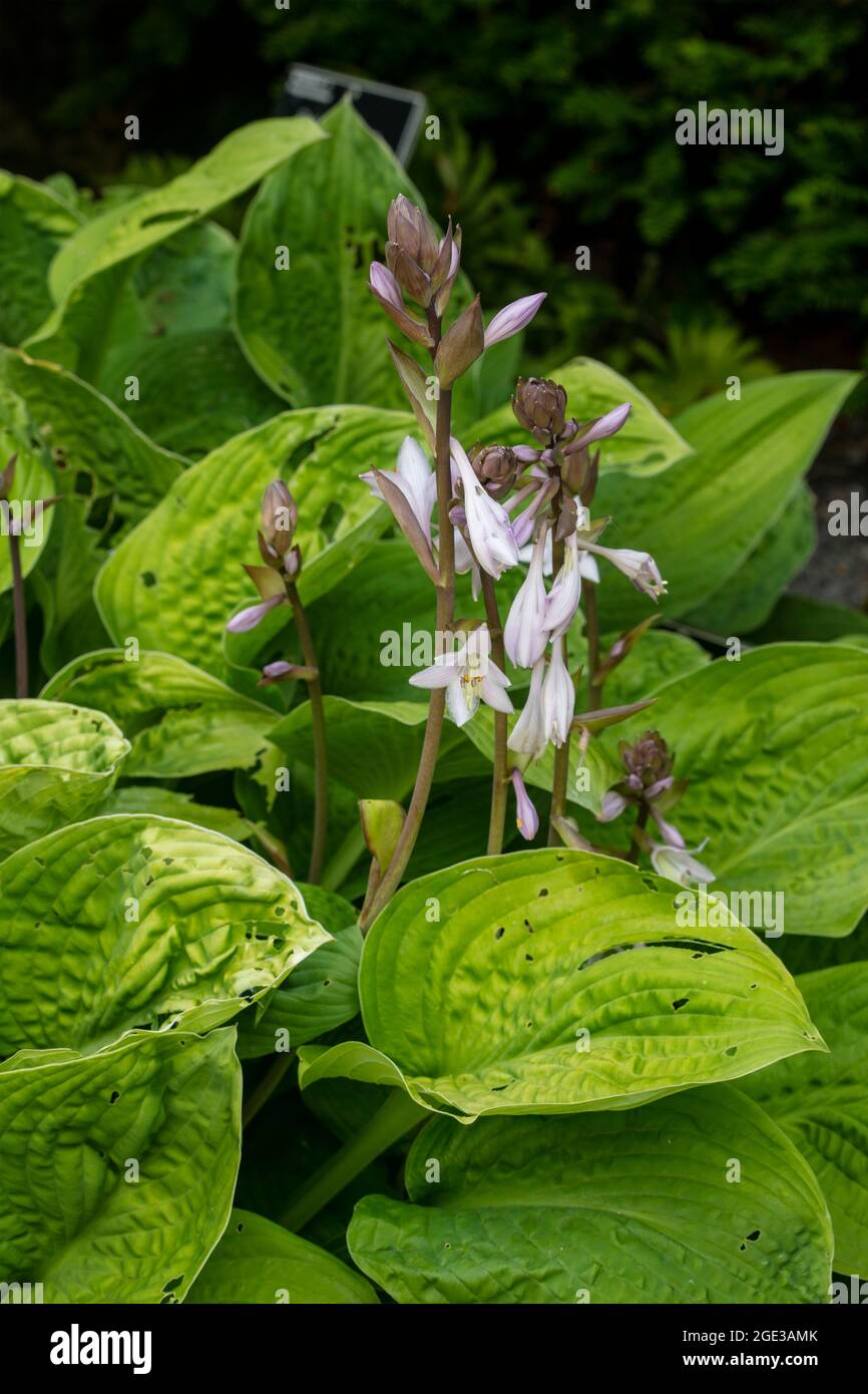 Hosta 'Wogon's Boy’, plantain lily Wogon's Boy flowers and foliage ...