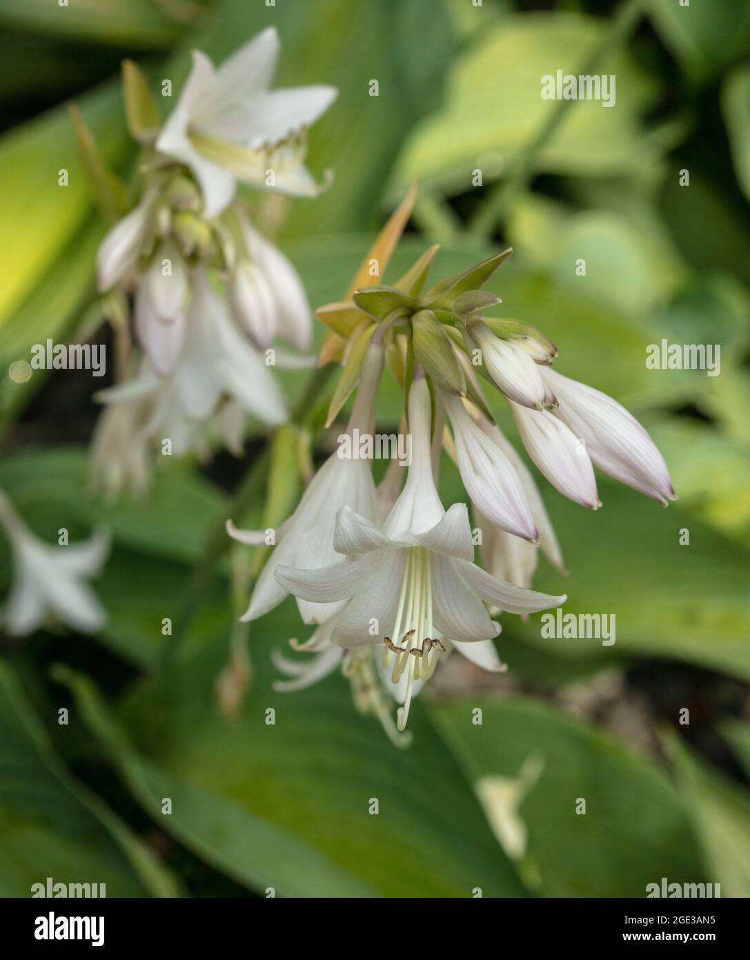 Close-up Hosta ‘Snowden, plantain lily ‘Snowden' flowers and foliage ...
