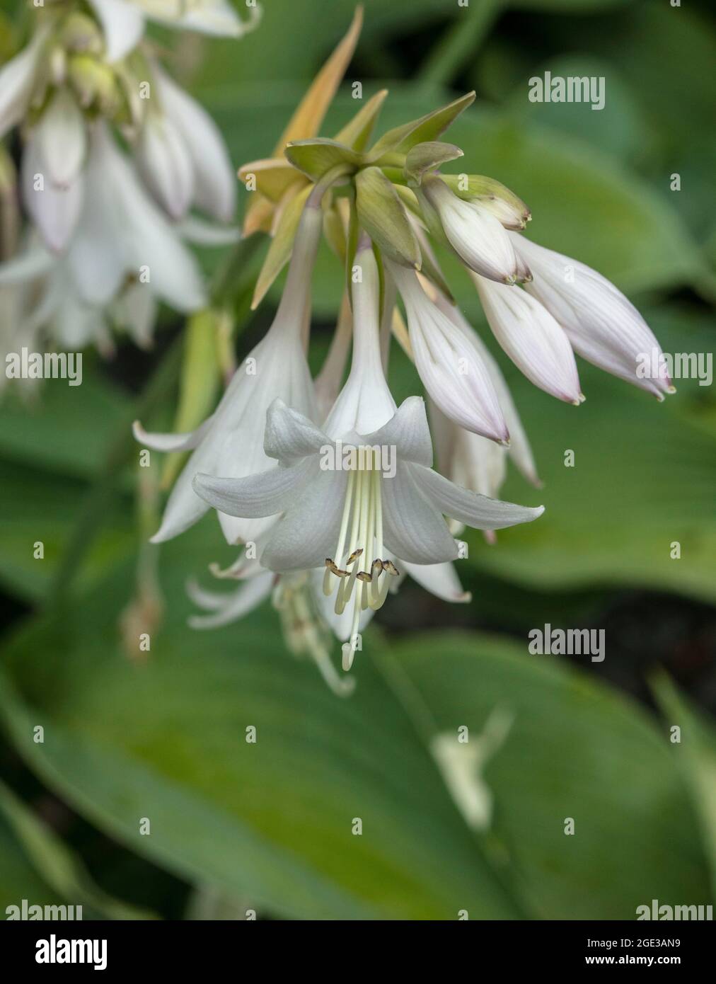 Close-up Hosta ‘Snowden, plantain lily ‘Snowden' flowers and foliage ...