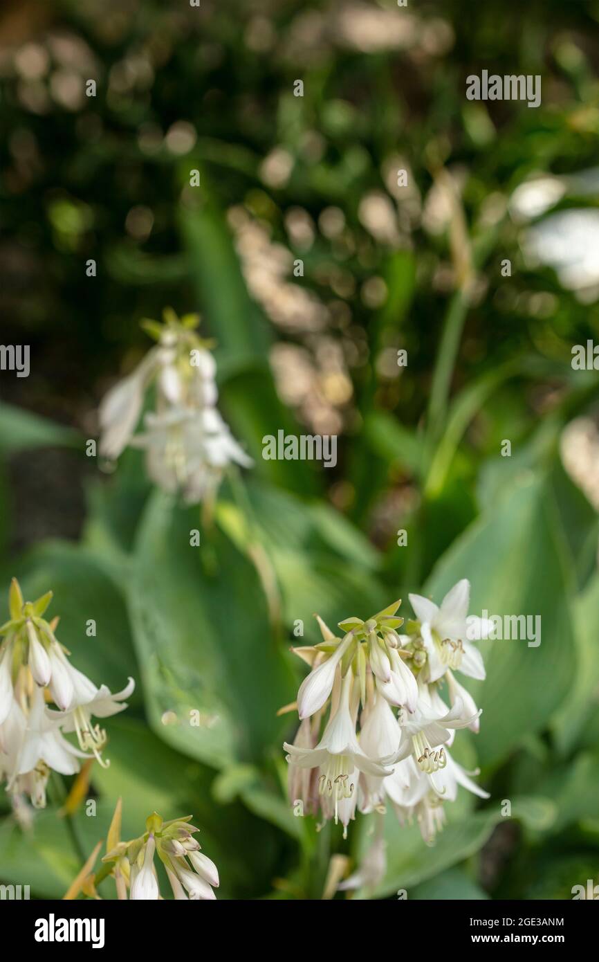Close-up Hosta ‘Snowden, plantain lily ‘Snowden' flowers and foliage ...