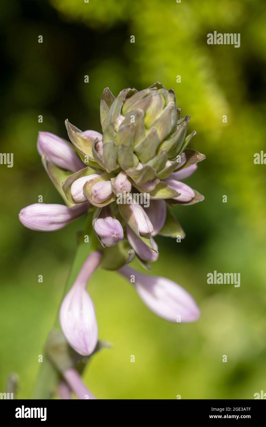Irregular shaped flowers hi-res stock photography and images - Alamy