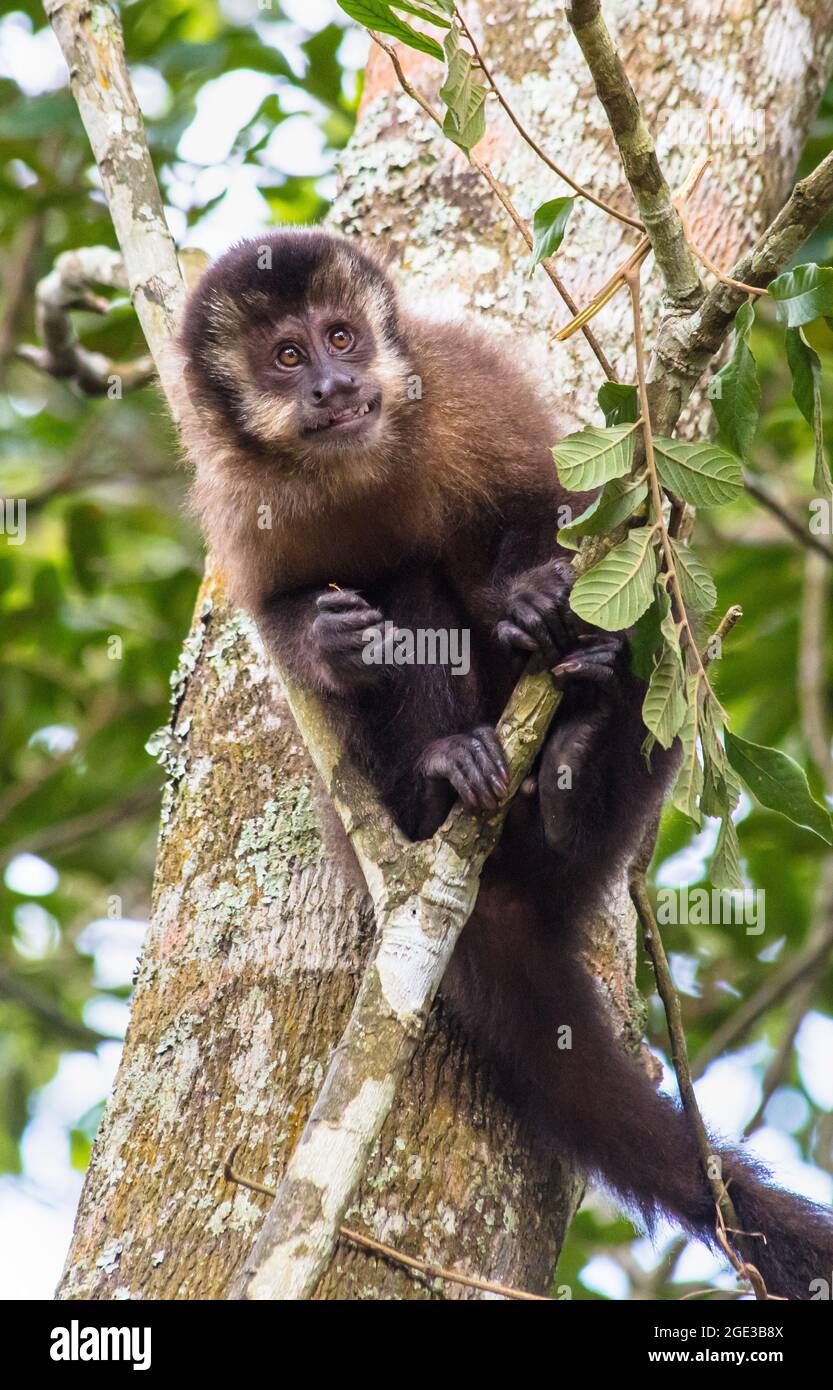Closeup shot capuchin monkey hi-res stock photography and images - Alamy