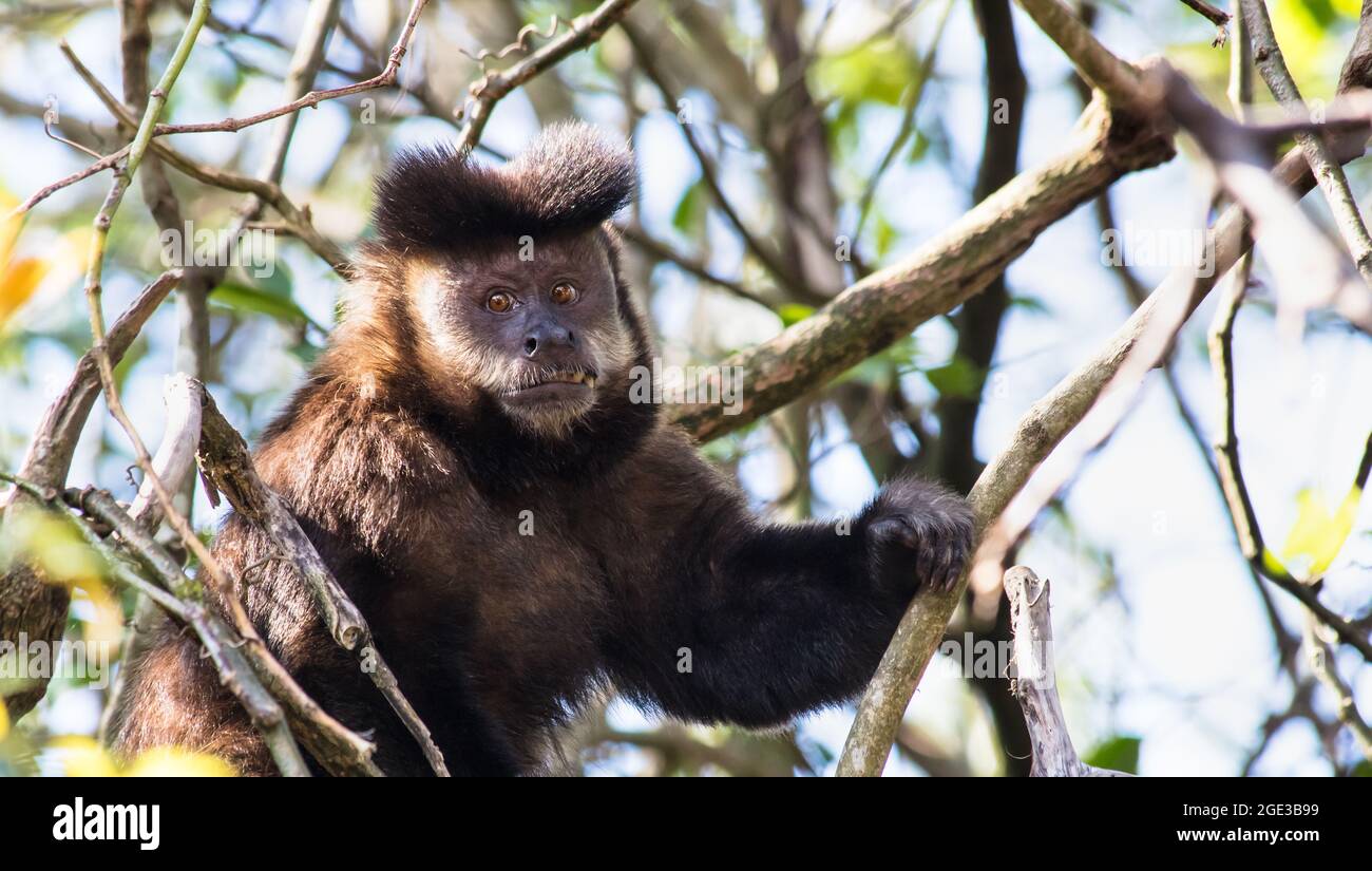 Selective focus shot of a capuchin monkey on a tree branch in summer ...