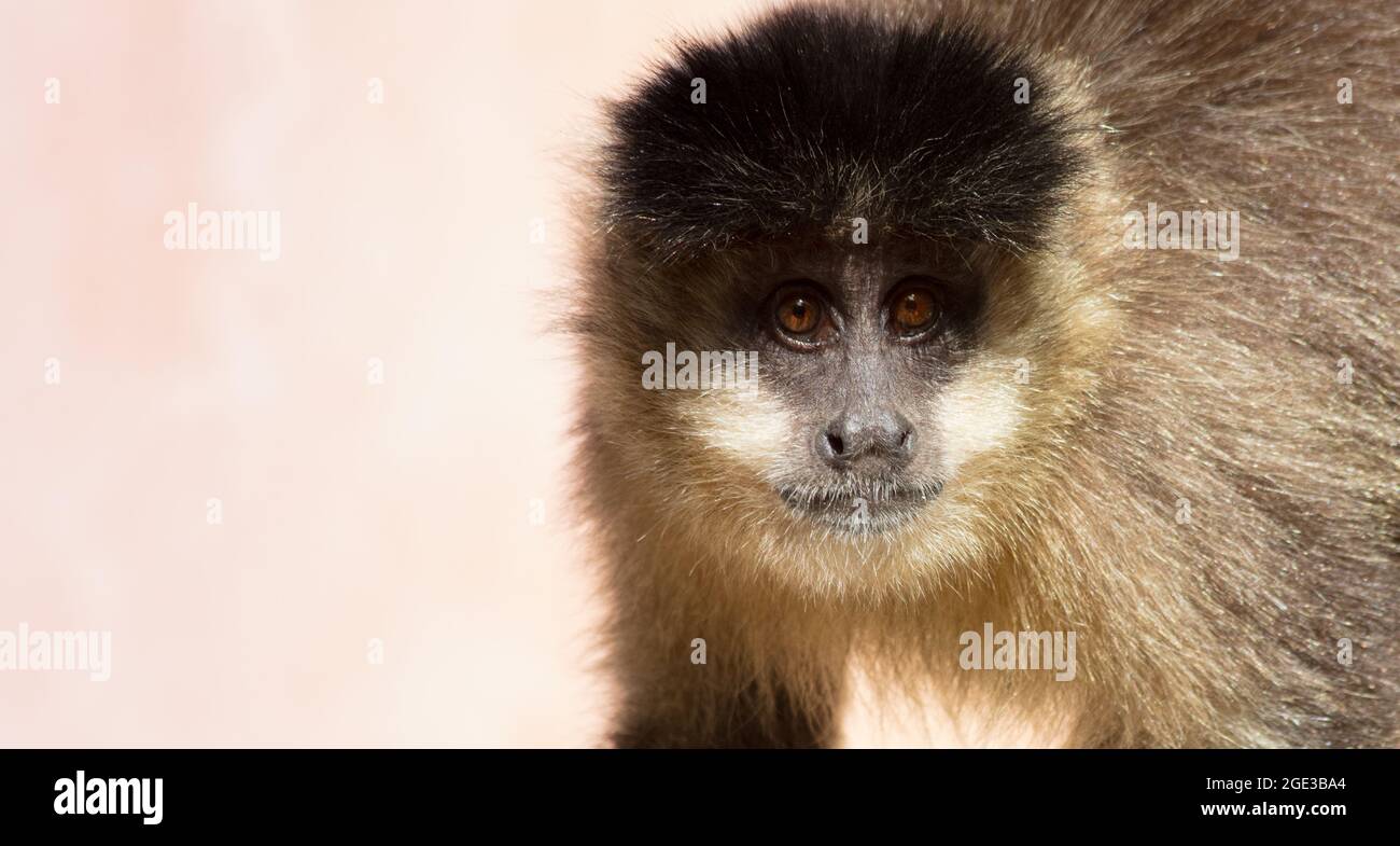 Selective focus shot of a capuchin monkey head on an isolated ...