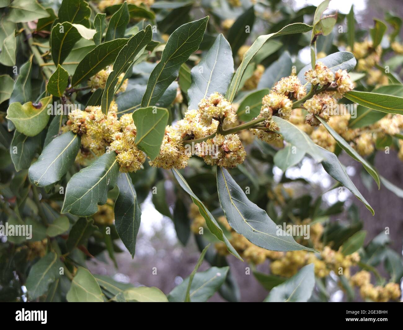 Flowering laurel tree, Laurus nobilis Stock Photo - Alamy