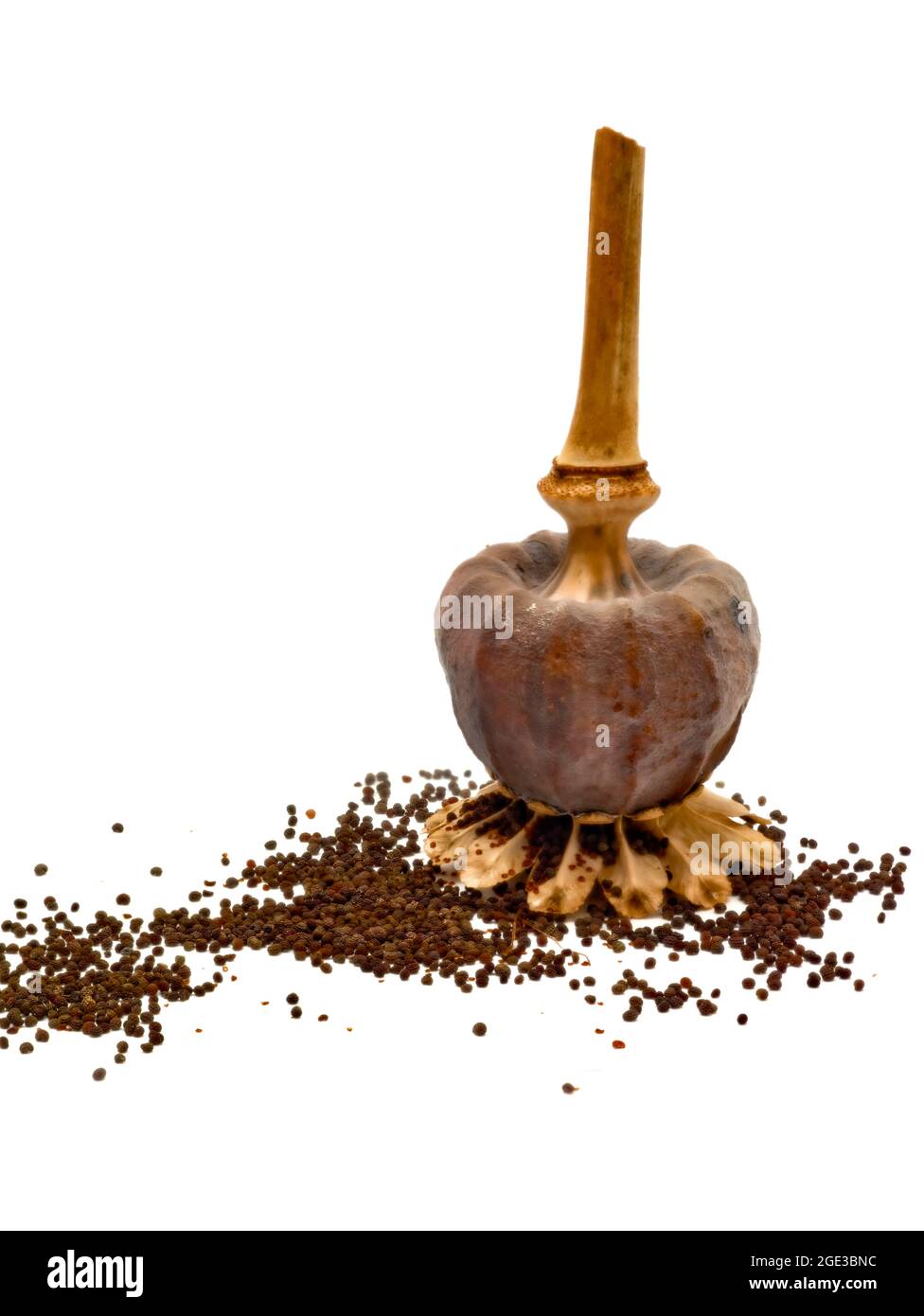 Gardening still-life of poppy pod being dried to collect the seeds ...