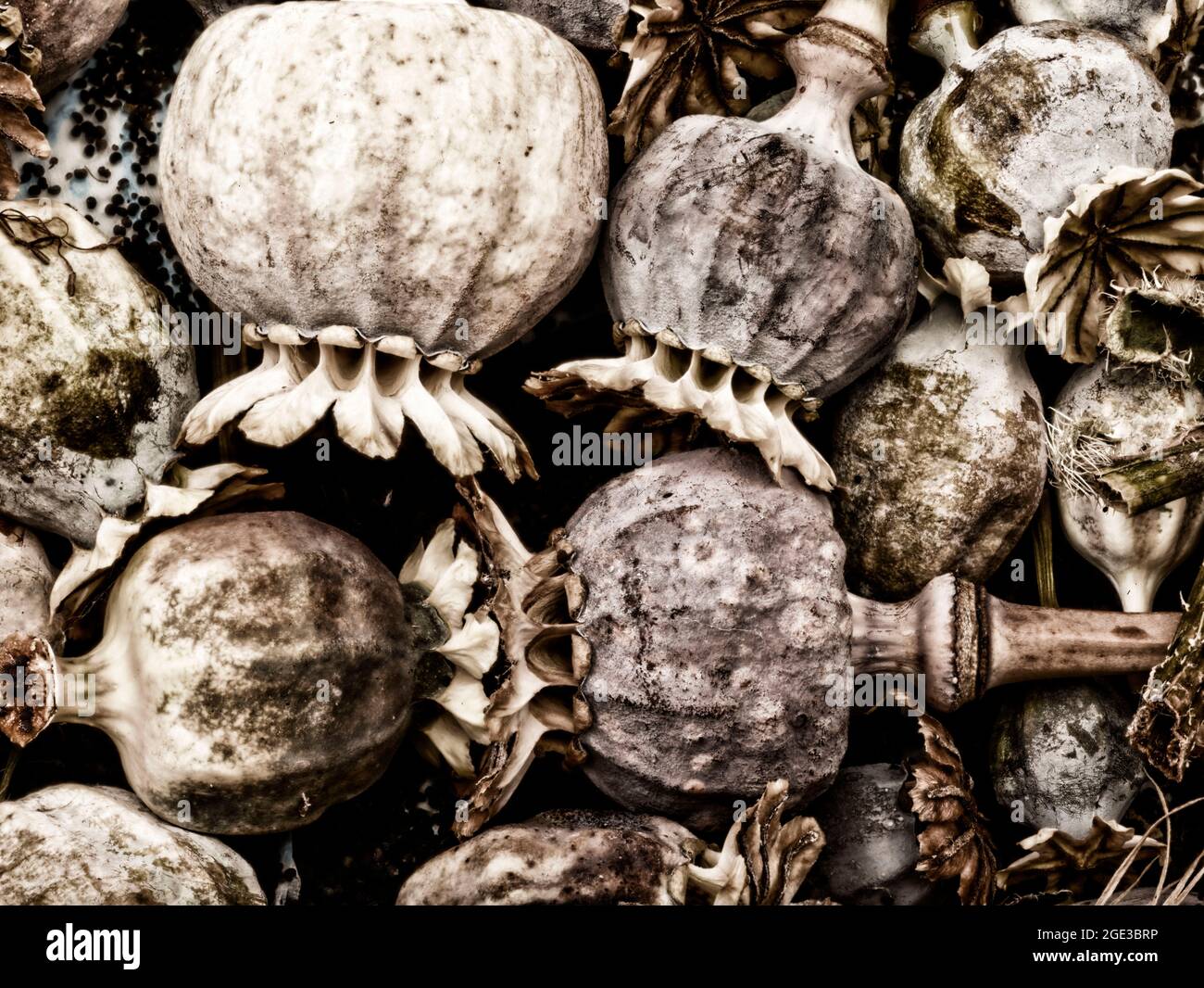 Gardening still-life of poppy pod being dried to collect the seeds ...