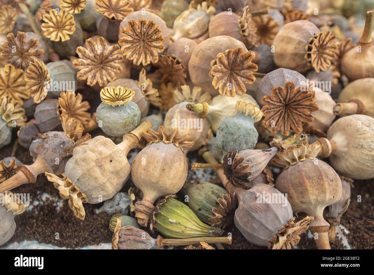 Gardening still-life of poppy pod being dried to collect the seeds ...