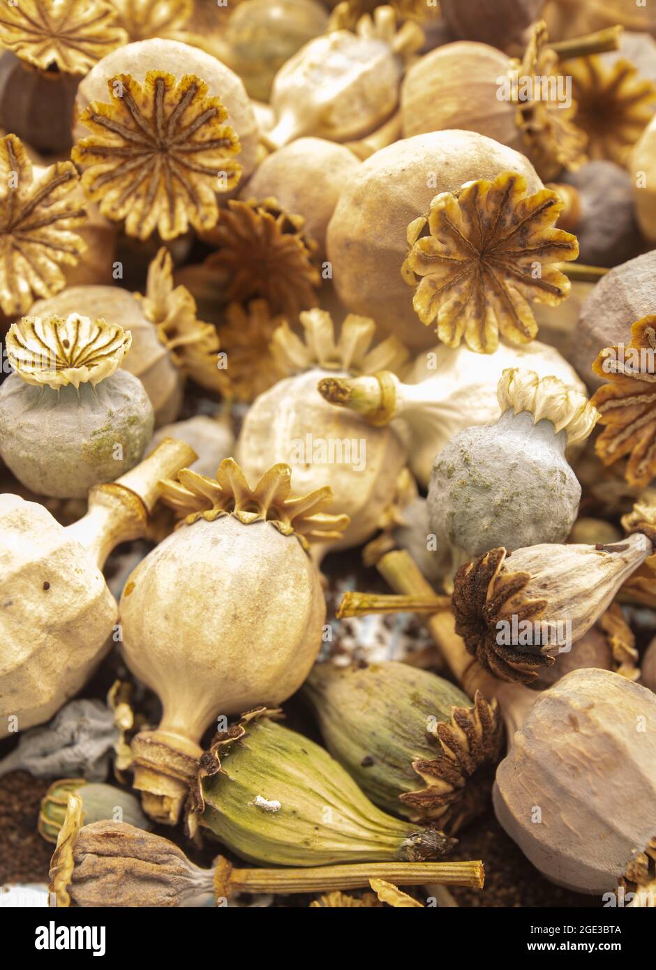 Gardening still-life of poppy pod being dried to collect the seeds ...