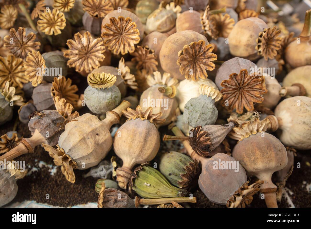 Seed pod structures hi-res stock photography and images - Alamy