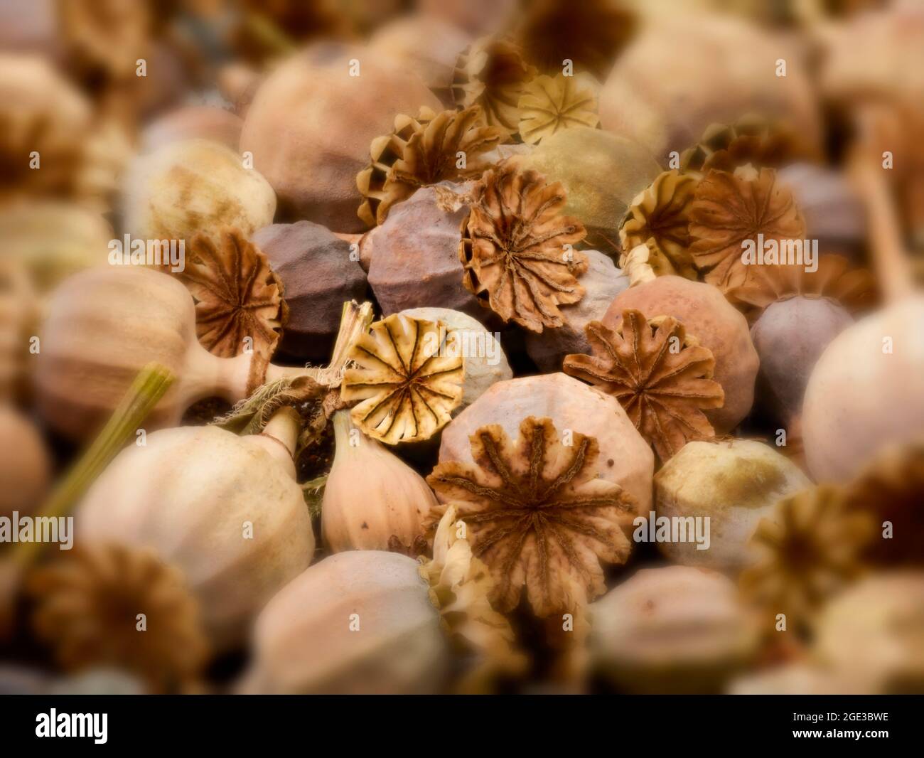 Very close-up still life of mixed poppy (Papaver somniferum, Papaver ...