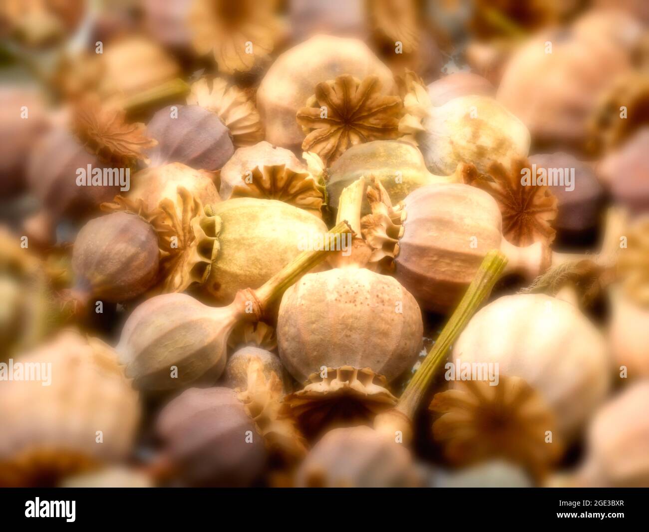 Very close-up still life of mixed poppy (Papaver somniferum, Papaver ...