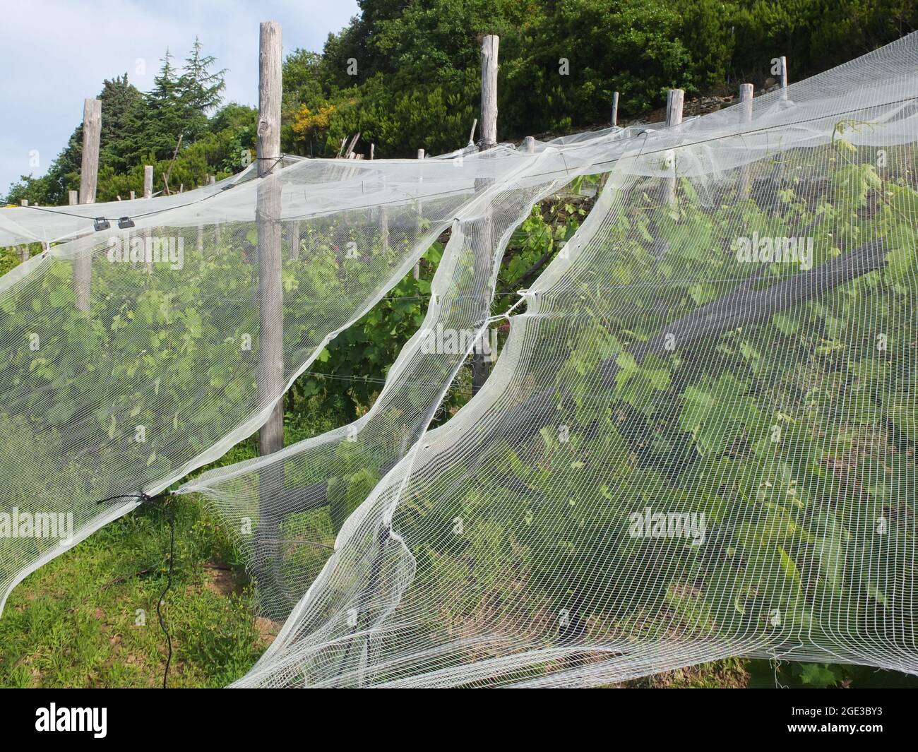 Vine nets hi-res stock photography and images - Alamy
