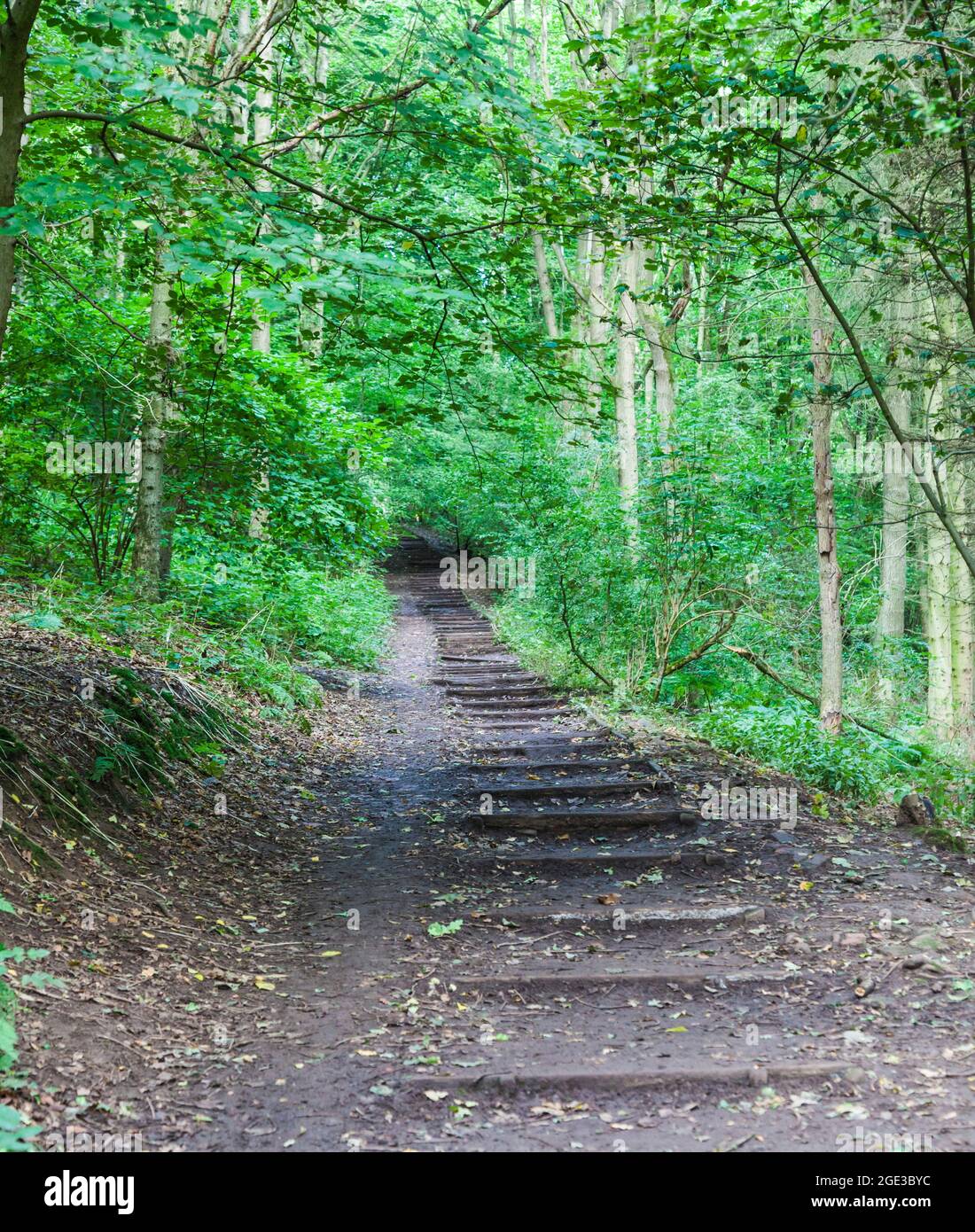 Wynyard Woodland Park,Stockton-on-Tees, England Stock Photo - Alamy