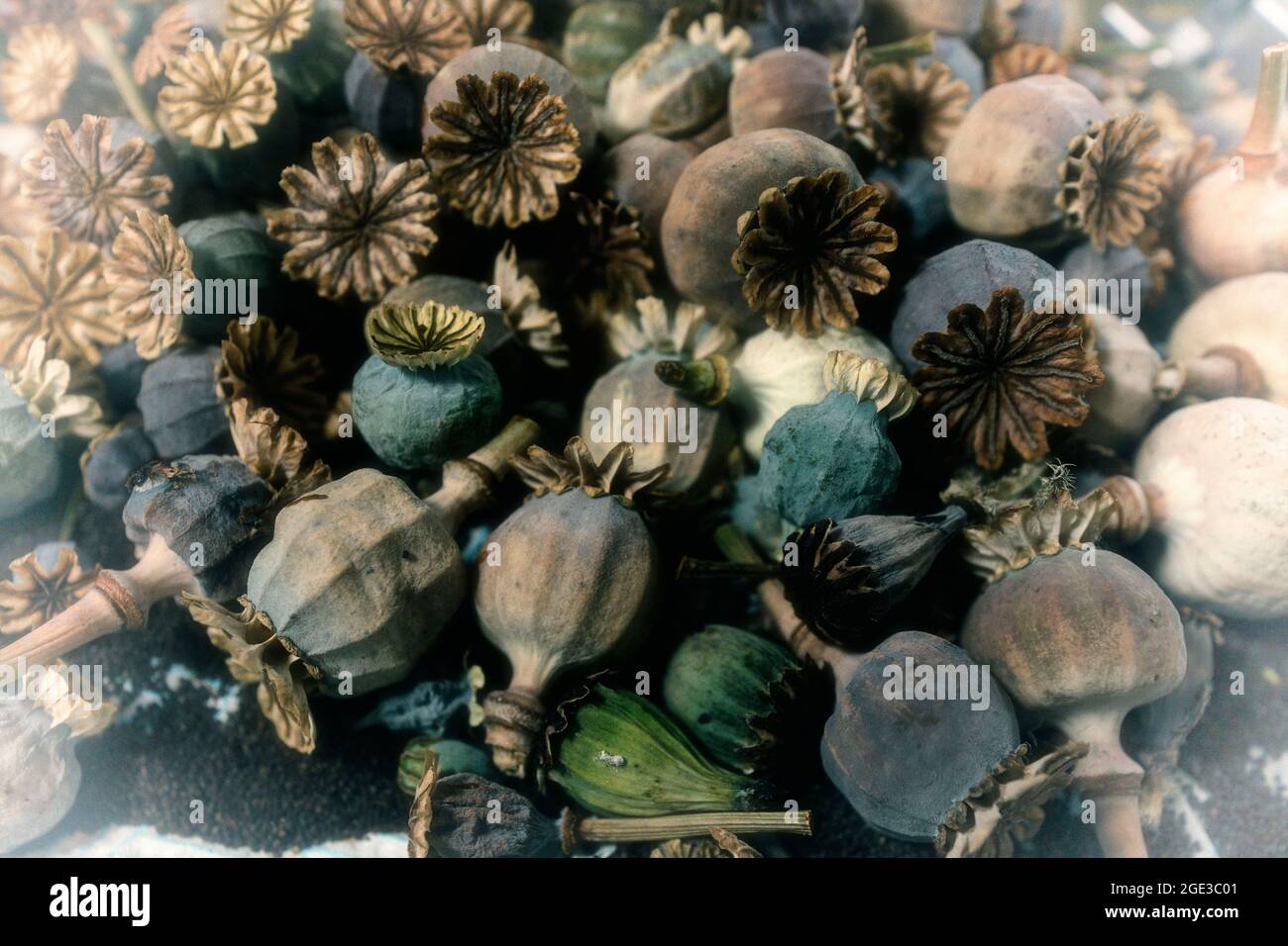 Very close-up still life of mixed poppy (Papaver somniferum, Papaver ...
