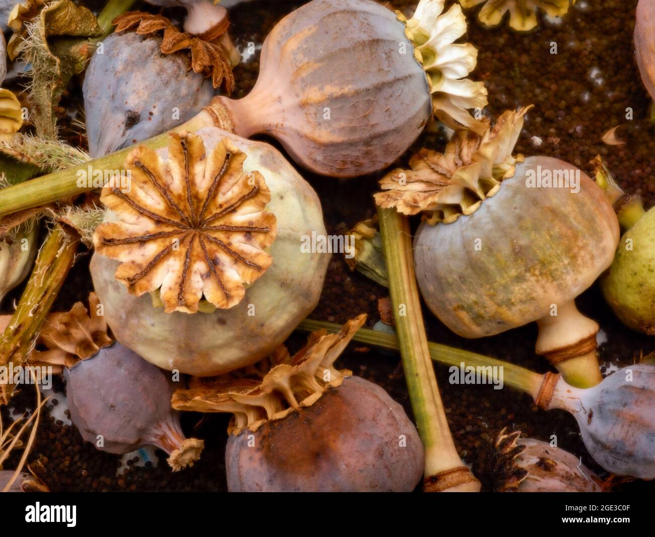 Very close-up still life of mixed poppy (Papaver somniferum, Papaver ...